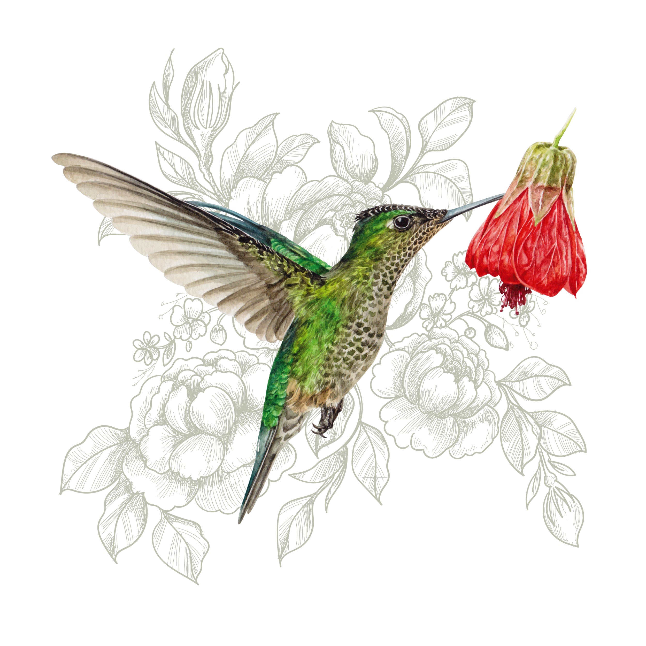 Aves de Chile – Bendito